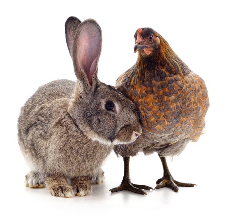 Rabbit and chicken stock image. Image of mammal, young - 172731507