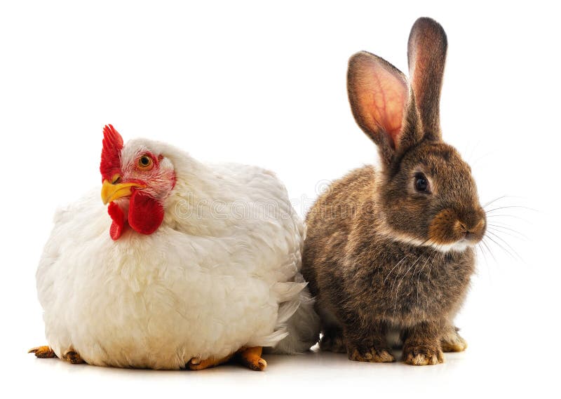 Chicken and rabbit stock image. Image of beautiful, affectionate ...