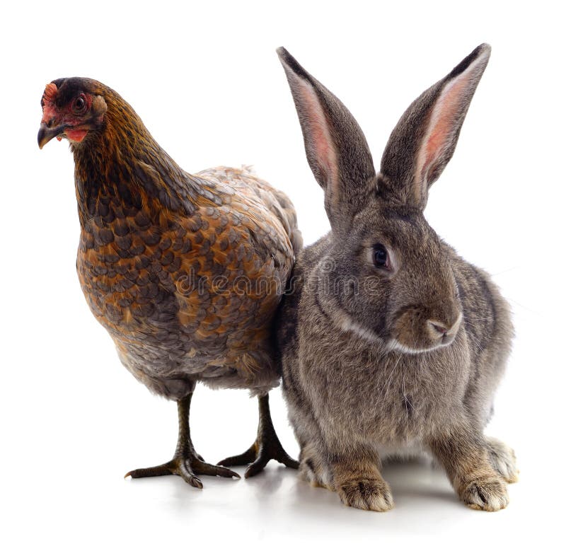 Rabbit and chicken stock image. Image of mammal, young - 172731507
