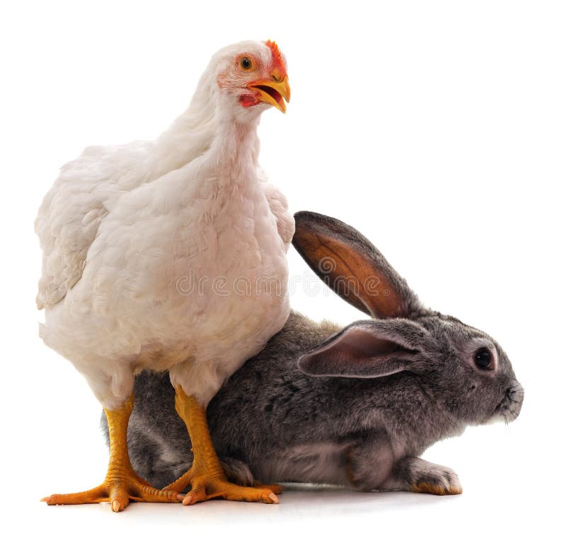 Rabbit and chicken stock image. Image of mammal, young - 172731507