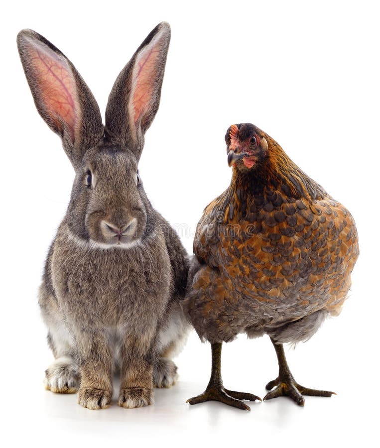 Chicken and rabbit stock image. Image of beautiful, affectionate ...