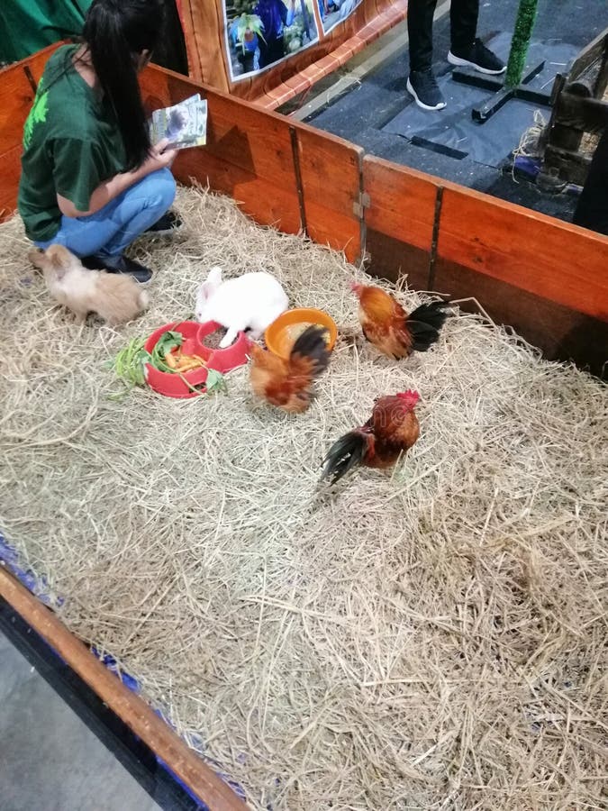 Rabbit and chicken editorial stock image. Image of animal - 151934019