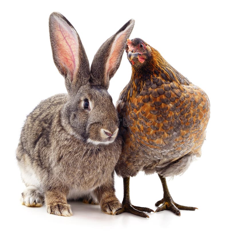 Rabbit and chicken stock image. Image of mammal, young - 172731507