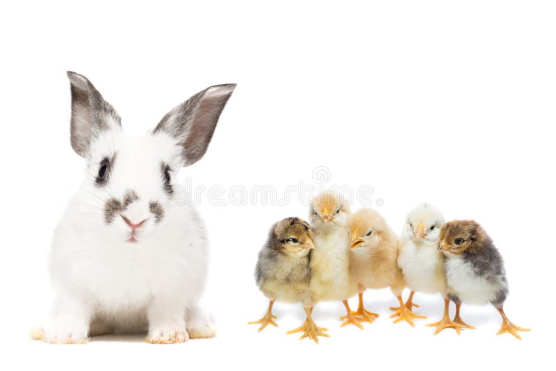 Bunny and chicken stock photo. Image of happy, chickens - 111408366