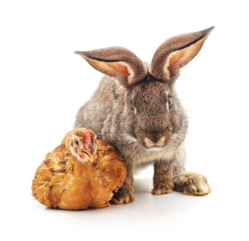 Chicken with rabbit stock photo. Image of little, agriculture - 144035688