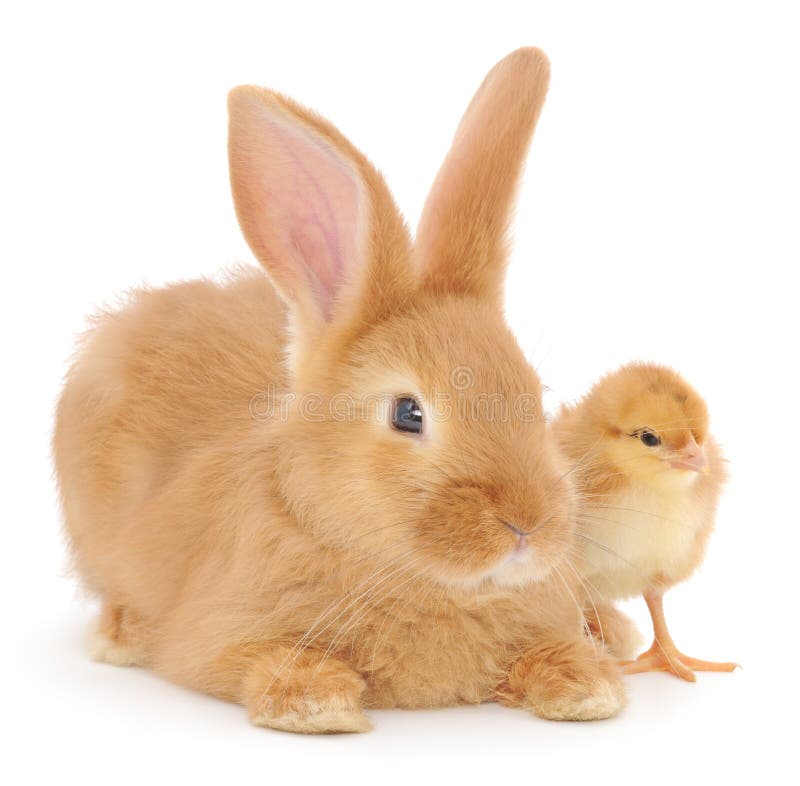 Rabbit and chicken stock photo. Image of small, chicken - 32839418