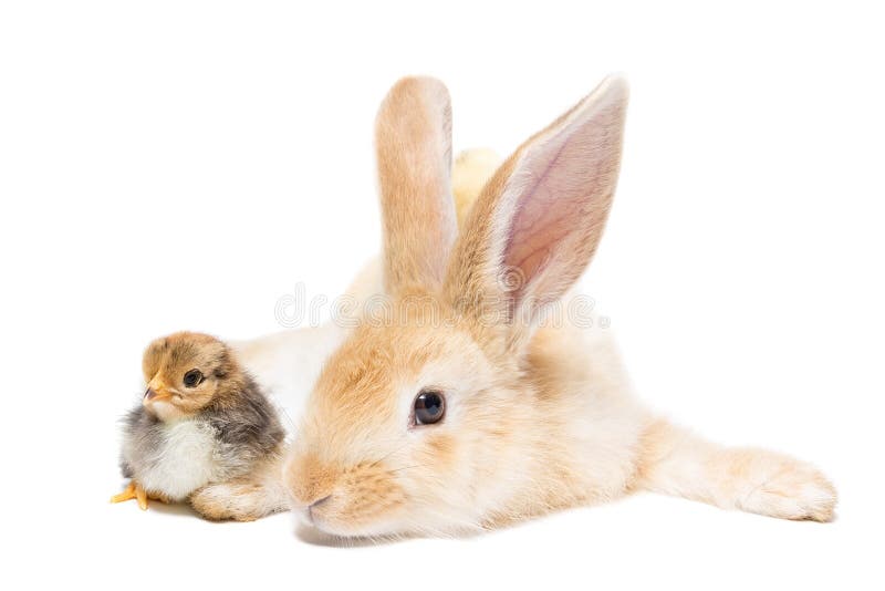 Rabbit and chicken stock photo. Image of cute, feather - 96770116
