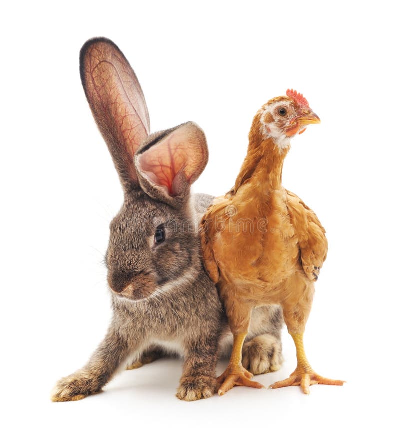 Chicken with rabbit stock photo. Image of little, agriculture - 144035688