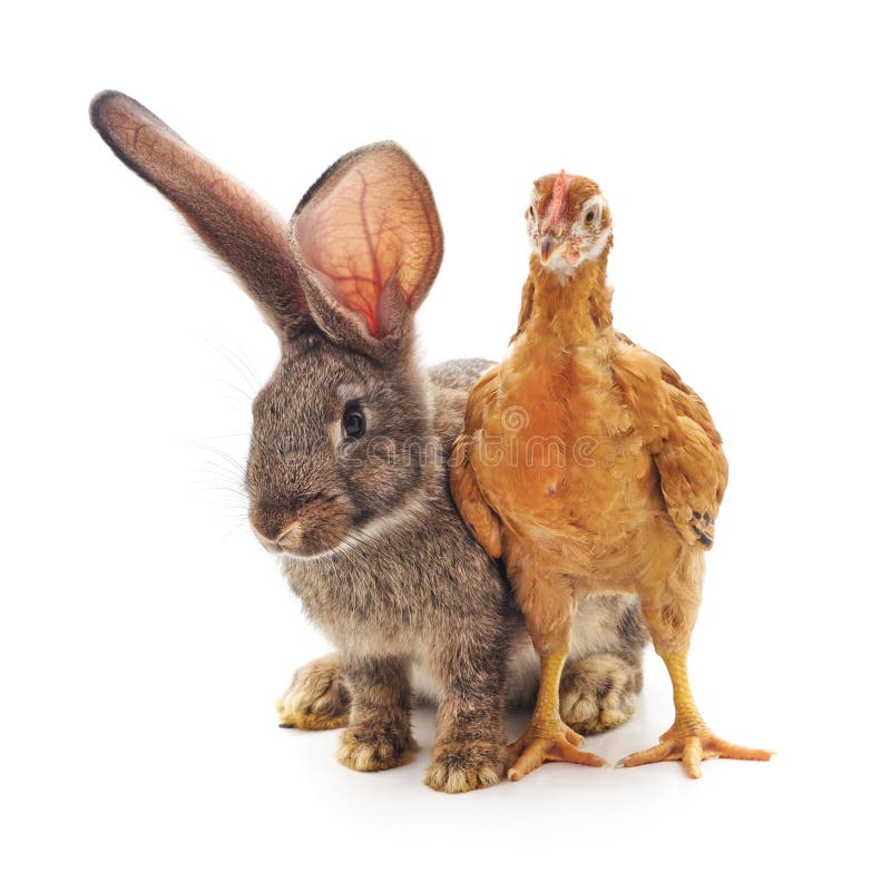 Chicken with rabbit. stock photo. Image of favorite - 114958394
