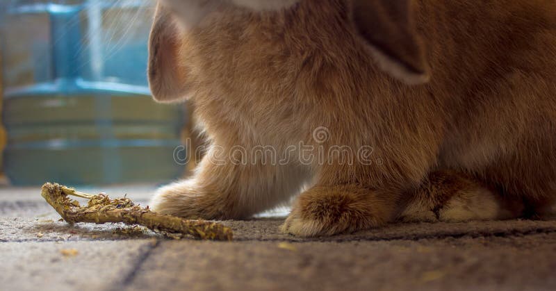 Rabbit Chip stock photo. Image of rabbit, raising, canon - 174886470