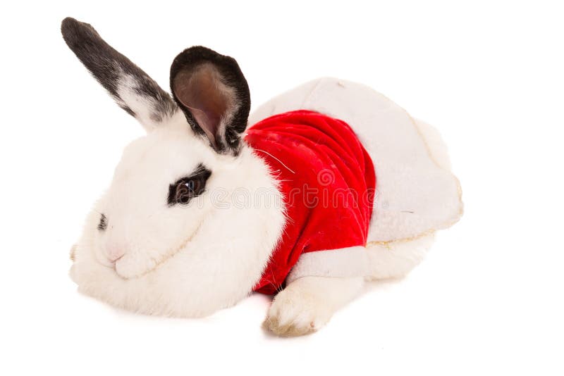 Rabbit with Christmas Costume Stock Image - Image of holiday, brown ...