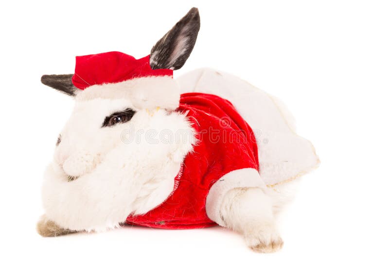 Rabbit with Christmas Costume Stock Photo - Image of december, seasonal ...