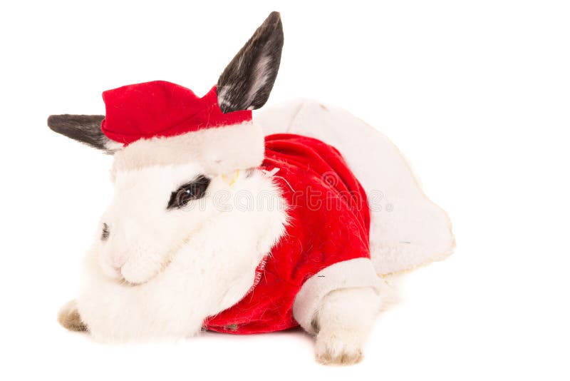 Rabbit with Christmas Costume Stock Image - Image of costume, gift ...