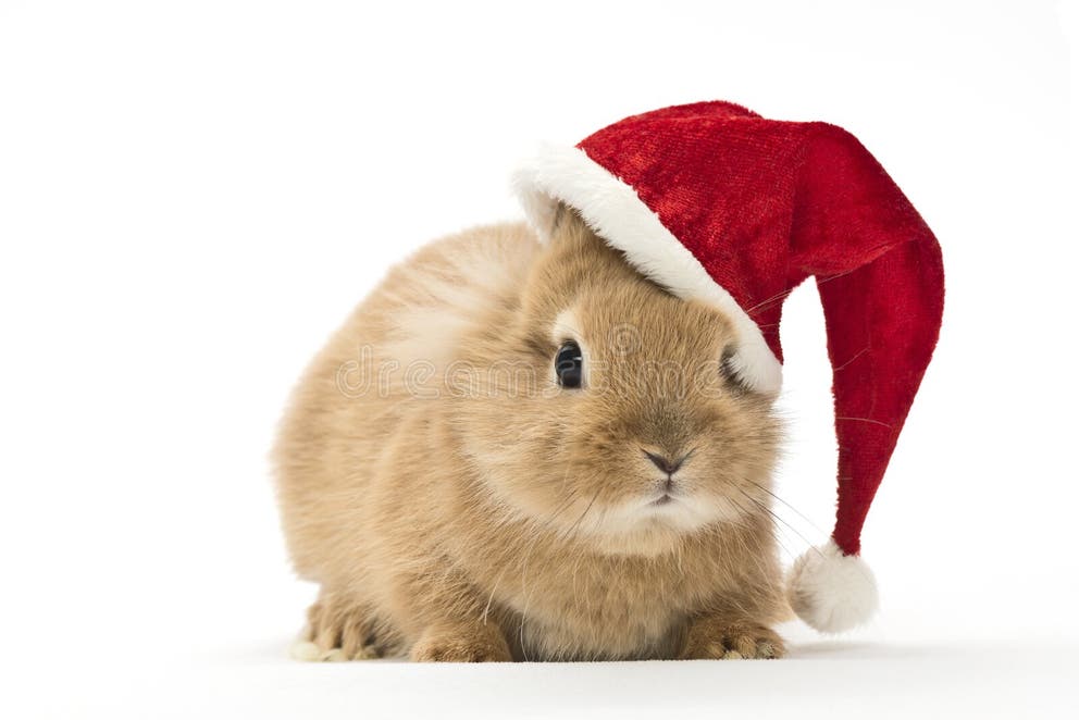 Rabbit with a Christmas Hat Stock Photo - Image of domestic, santa ...