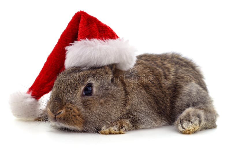Rabbit in a Christmas hat stock photo. Image of rabbit - 198150710