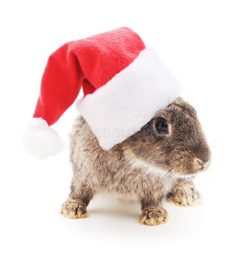 Rabbit in a Christmas hat. stock image. Image of animal - 80521283