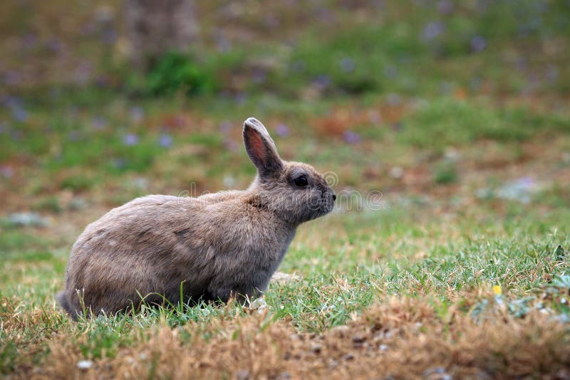Rabbit in the city Park stock image. Image of city, grass - 62076099