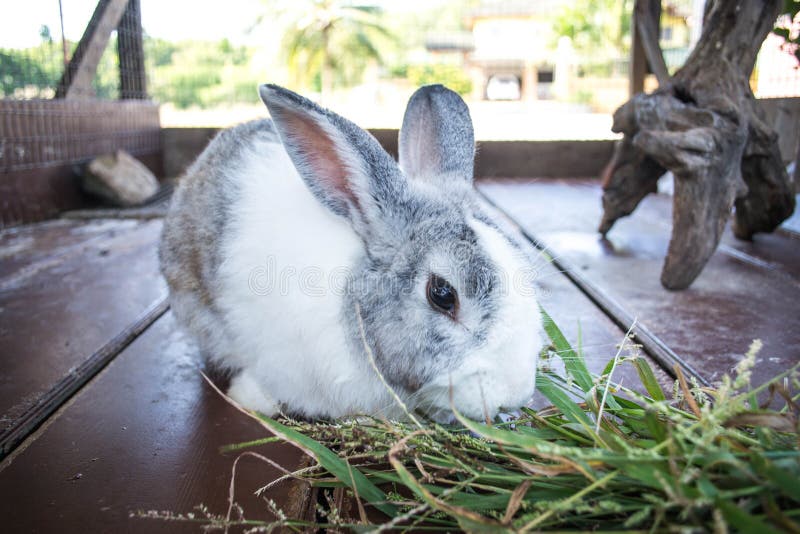 Rabbit stock photo. Image of vertebrates, bite, food - 59555154