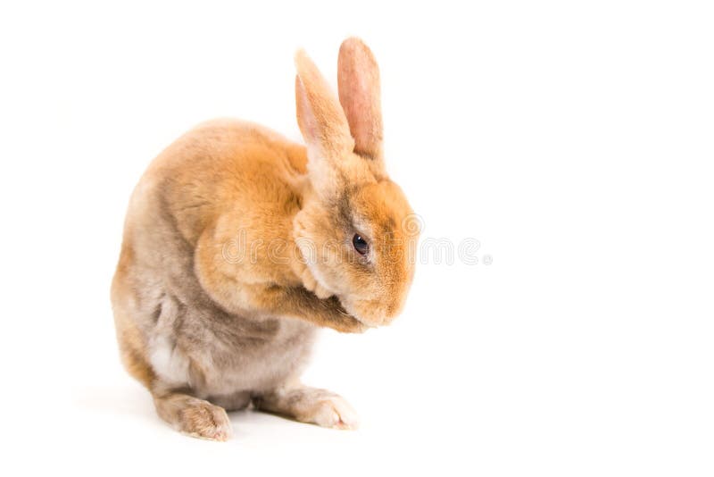 863 Rabbit Cleaning Stock Photos - Free & Royalty-Free Stock Photos ...