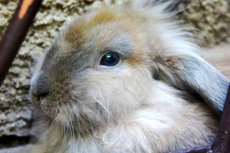 Dsc Rabbit Stock Photos - Free & Royalty-Free Stock Photos from Dreamstime