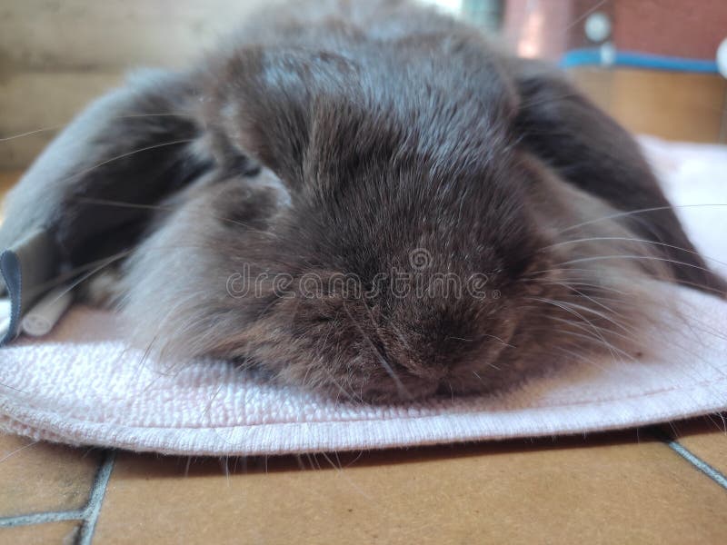 Rabbit Close-up. Pet Portrait Stock Photo - Image of face, rabbit ...