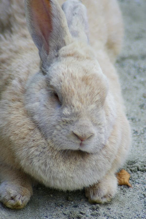 Rabbit stock photo. Image of brown, baby, jumping, biology - 74330756