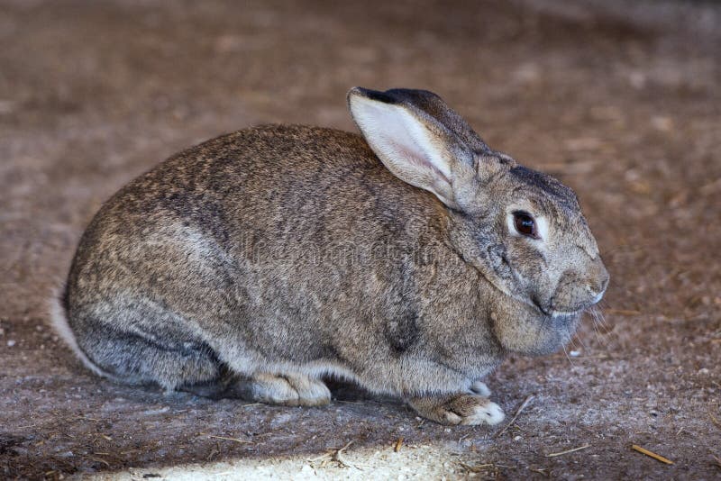 Wild rabbit at the beach stock image. Image of wild, fast - 41883259