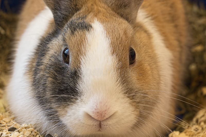 Rabbit close-up portrait stock image. Image of furry - 61835623