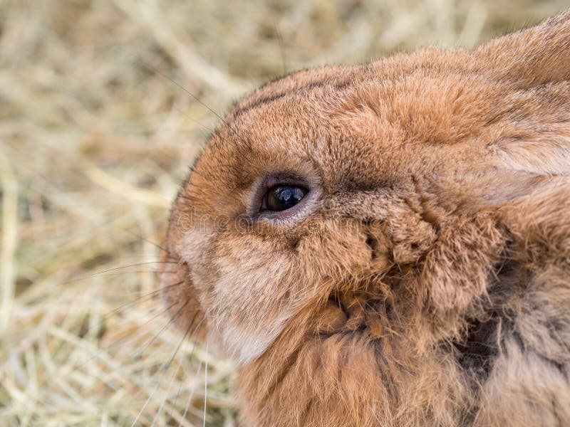 Rabbit closeup portrait stock photo. Image of whisker - 80420238
