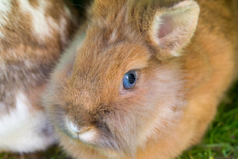 Rabbit closeup stock photo. Image of cute, watching, close - 60941490