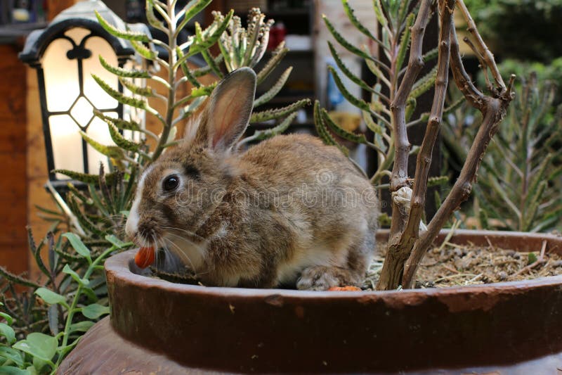 Rabbit in a coffee shop stock image. Image of whiskers - 348687913