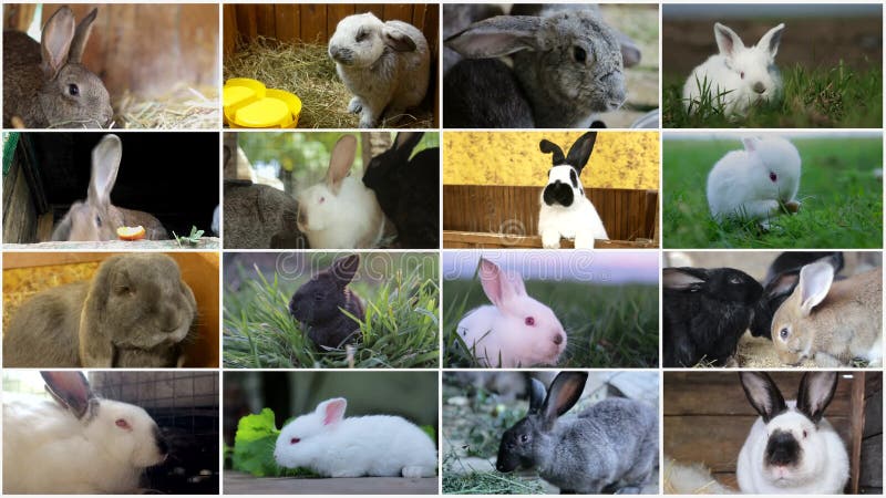 Rabbit Collage Collection, Purebred Rabbits, Beautiful Rabbits, Easter ...