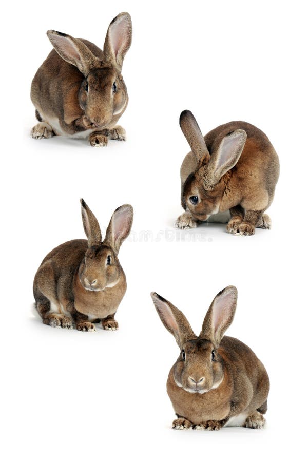 Rabbit collection stock photo. Image of rabbit, animal - 23961416