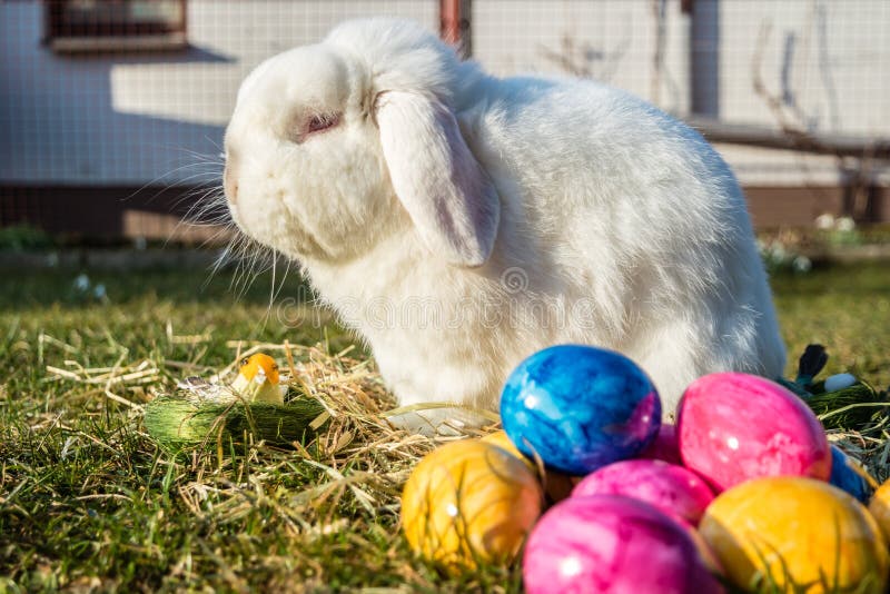 515 Eastern Rabbit Eggs Stock Photos - Free & Royalty-Free Stock Photos ...