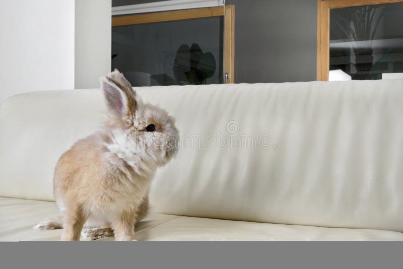 Rabbit Lounging Stock Photos - Free & Royalty-Free Stock Photos from ...