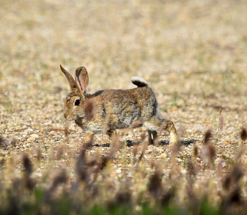 Rabbit in countryside stock image. Image of colours - 118366345