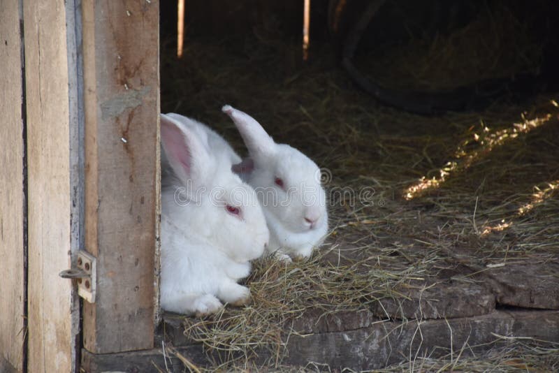 A RABBIT COUPLE stock photo. Image of outdoor, nature - 89654050
