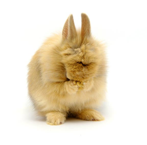 Rabbit cries stock image. Image of isolated, bunny, brown - 14052987