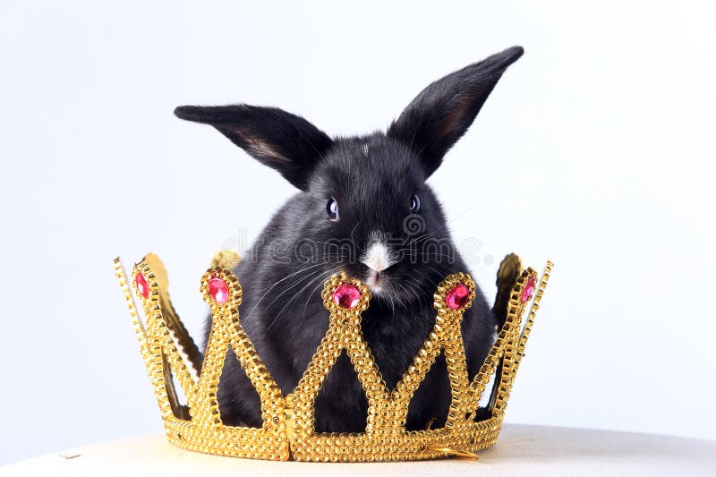 618 Furry Crown Stock Photos - Free & Royalty-Free Stock Photos from ...