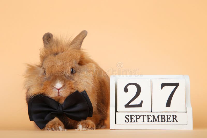 Rabbit with cube calendar stock photo. Image of little - 121158546
