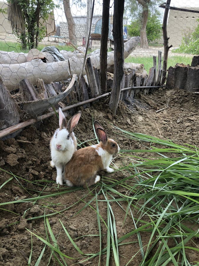 Cute rabbits stock image. Image of rabbits, animals - 254207569