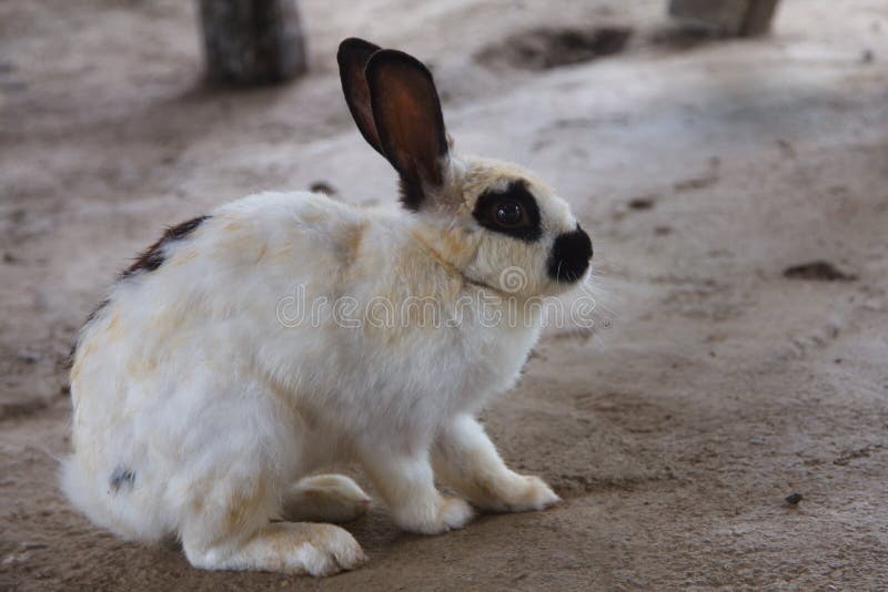 Black and White Marble Texture Stock Image - Image of effect, marble ...
