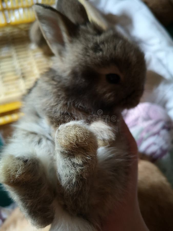 Rabbit stock image. Image of rabbit, grey, cute, ears - 146065841