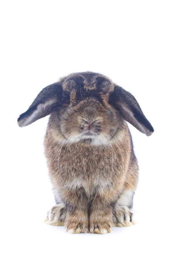 Grey Holland Lop Rabbit Stock Photos - Free & Royalty-Free Stock Photos ...