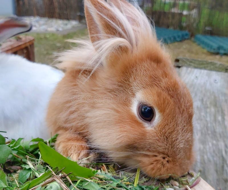 Rabbit Cute Pets Brown Animal Stock Image - Image of animal, pets ...