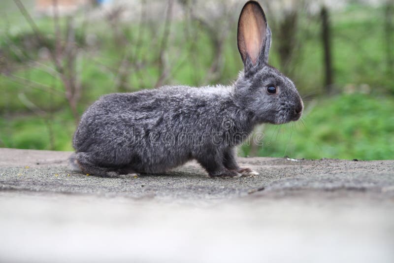 Rabbit stock image. Image of countryside, bunny, furry - 49057595