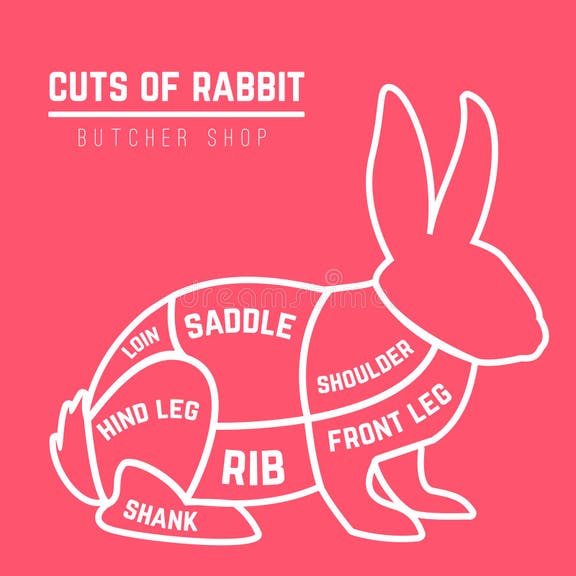 Rabbit Cuts Diagram for Butcher Shop Stock Vector - Illustration of ...