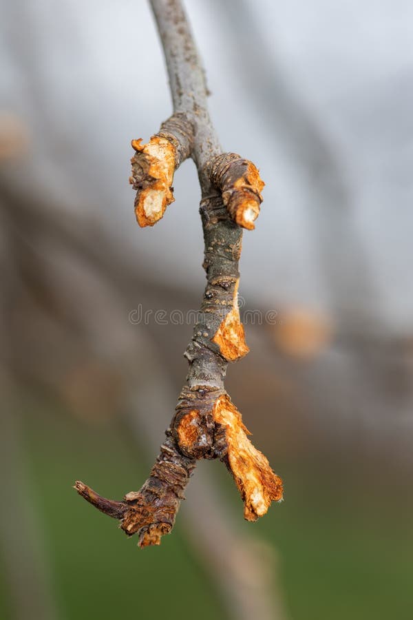 Rabbit damage stock photo. Image of damage, horticultural - 268144366