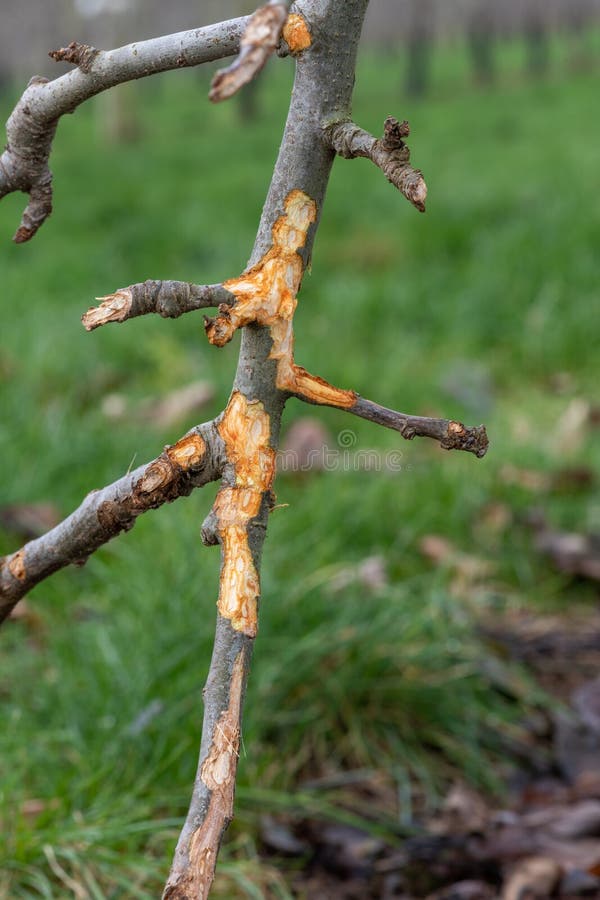 430 Rabbit Damage Stock Photos - Free & Royalty-Free Stock Photos from ...