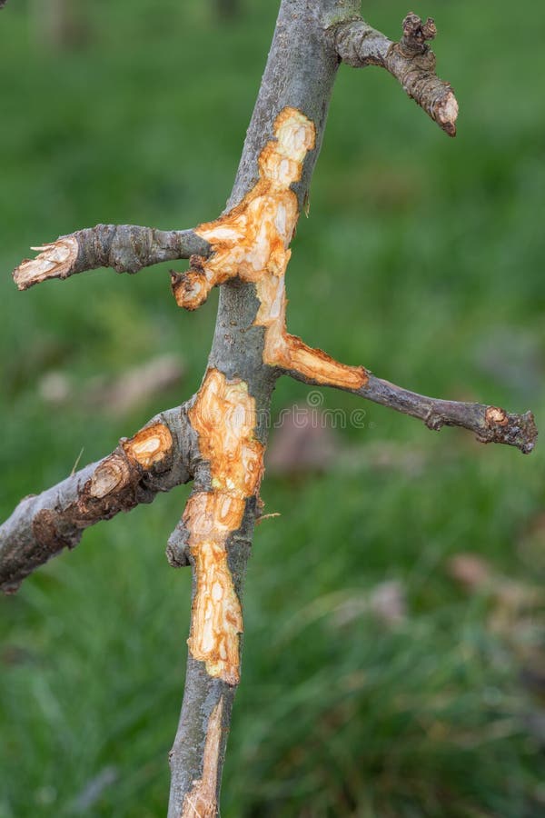 Rabbit damage stock image. Image of branch, industry - 268145065